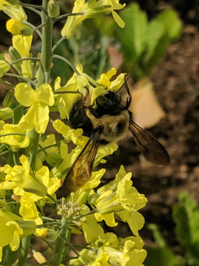 Eastern Carpenter Bee 2 stock photo. Image of honeybee - 217378770