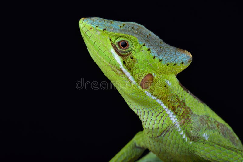 1,540 Lizard Moving Stock Photos - Free & Royalty-Free Stock Photos ...