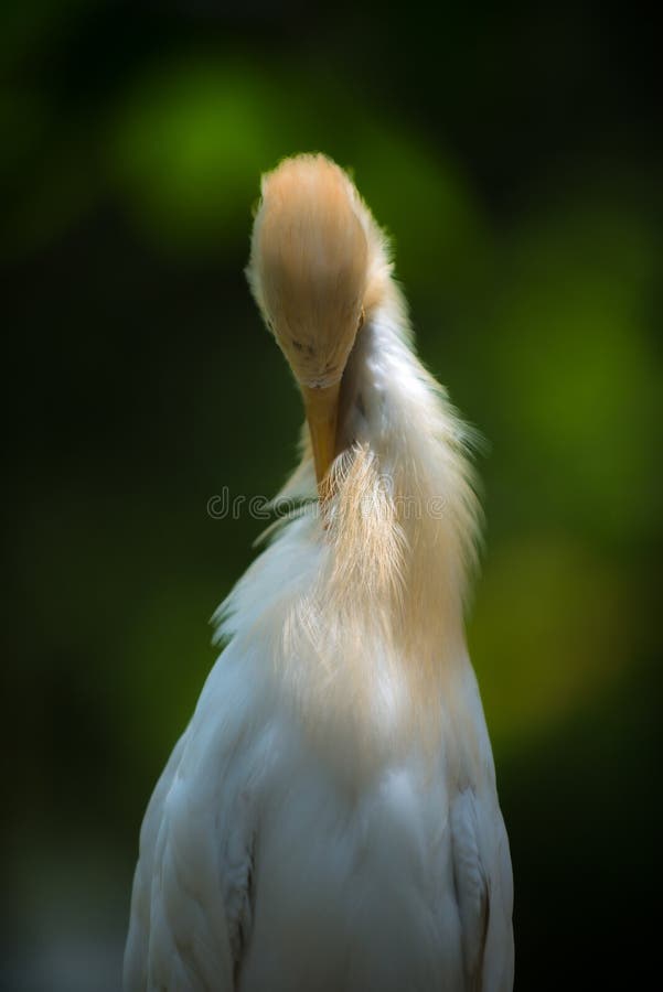 Eastern Cattle Egret, Bubulcus Coromandus Stock Photo - Image of orange ...