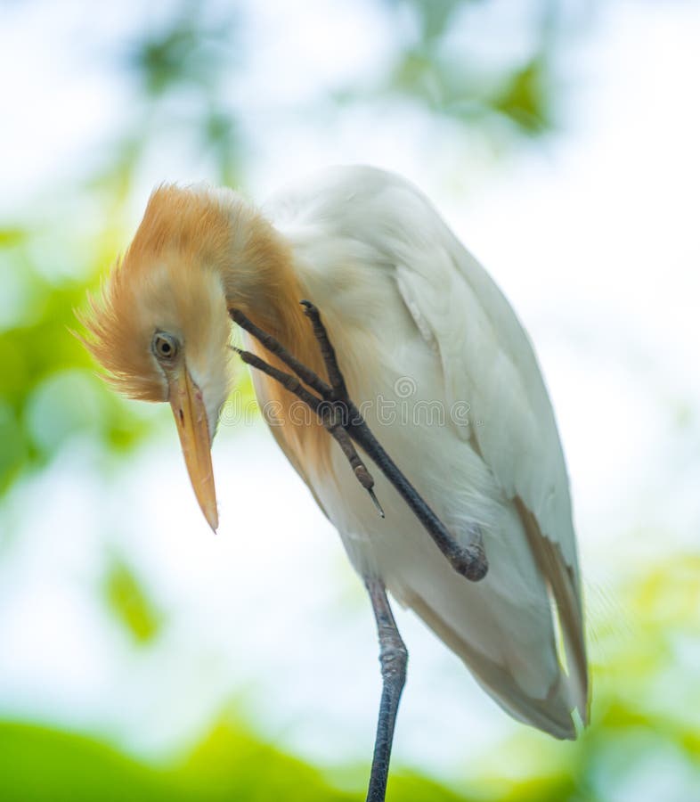 1,312 Scratching Bird Photos - Free & Royalty-Free Stock Photos from ...