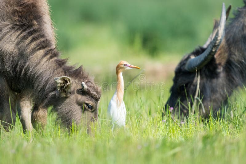 Eastern cattle egret stock image. Image of animal, tropical - 126133633