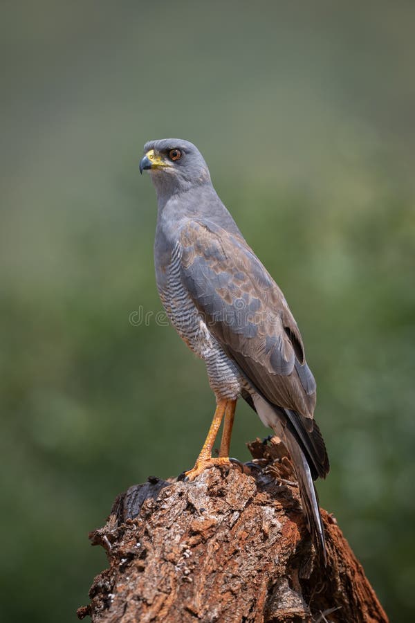 Eastern Chanting Goshawk with Catchlight on Stump Stock Image - Image ...
