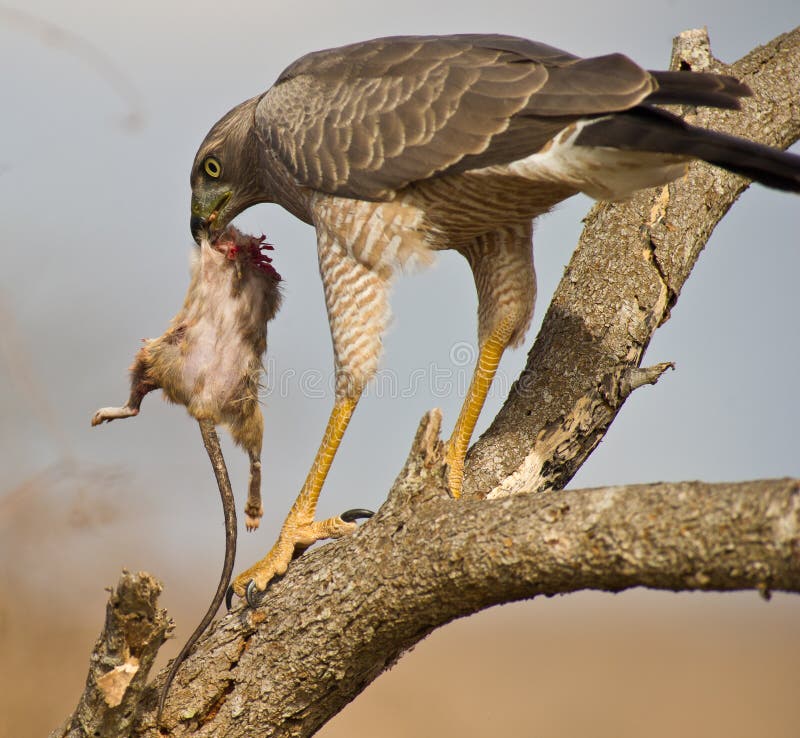 Eastern Chanting-goshawk with His Prey Stock Photo - Image of chanting ...