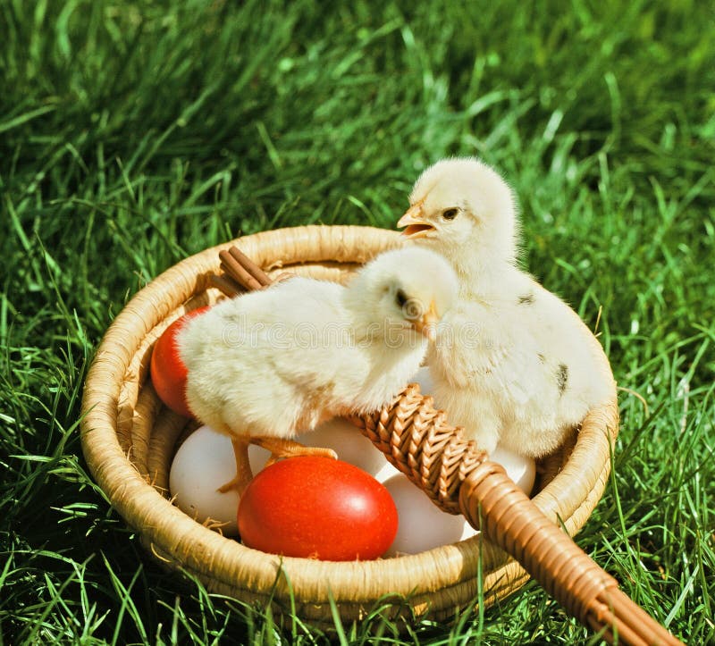 Eastern with chicken stock image. Image of holiday, celebration - 28911667