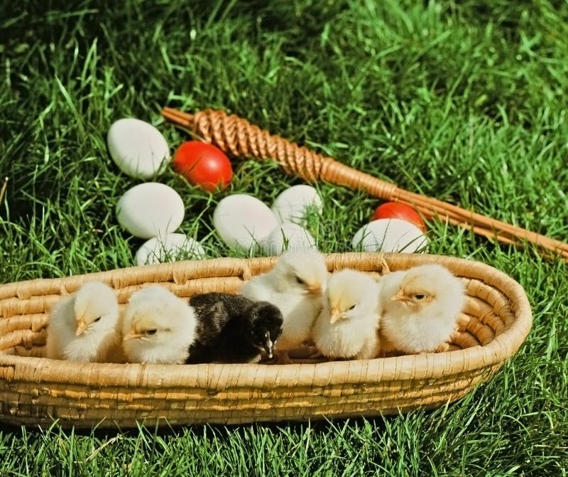 Eastern with chicken stock image. Image of decoration - 28911673