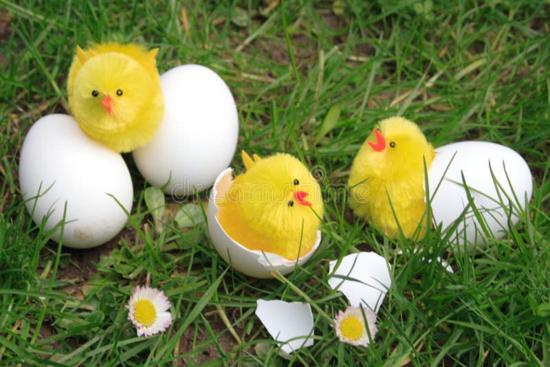 Eastern chickens stock image. Image of grass, green, ground - 13194291