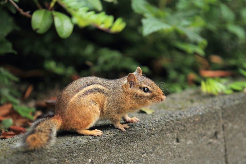 Eastern chimpunk stock photo. Image of north, america - 26792726