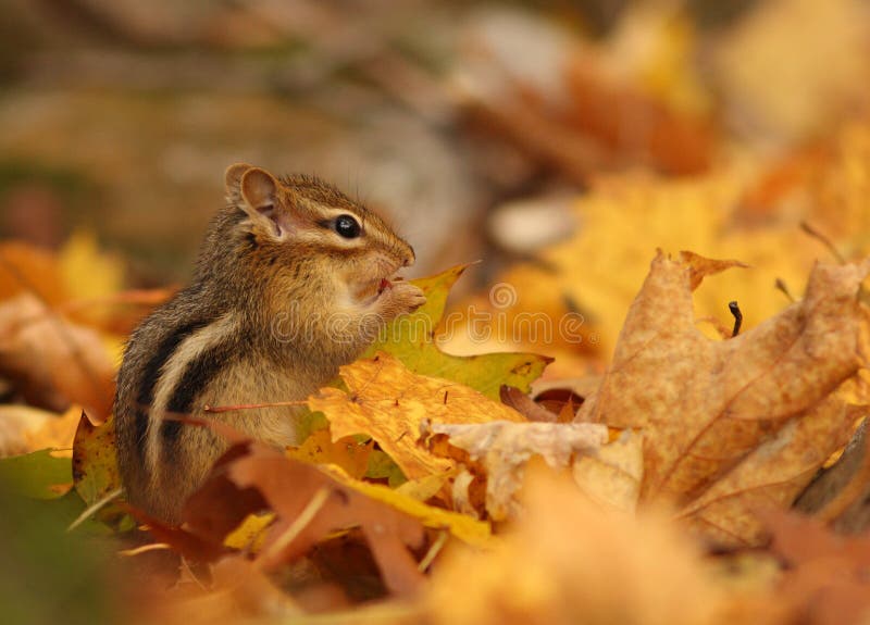The Eastern Chipmunk stock photo. Image of fall, squirrel - 13188362
