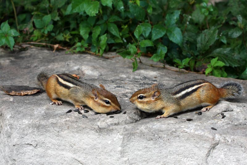 Eastern Chipmunk stock photo. Image of ground, outdoor - 16099322