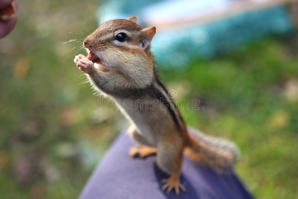 Eastern Chipmunk stock photo. Image of chipmunks, nature - 16341244