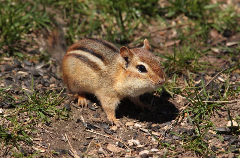 Eastern chipmunk stock image. Image of mammals, nature - 28667913