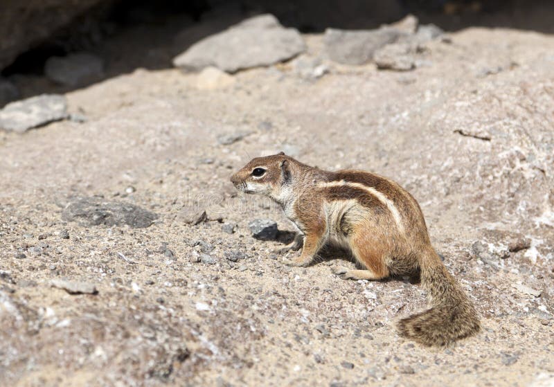 Eastern Chipmunk stock image. Image of ground, rodent - 28760409