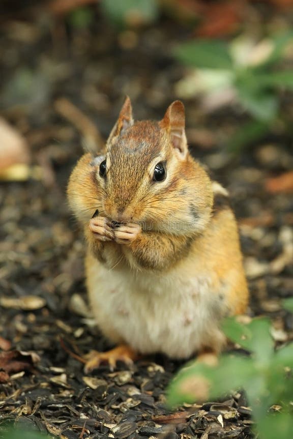 Eastern Chipmunk with Cheeks Full of Food Stock Image - Image of rodent ...
