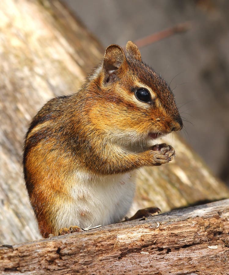 Eastern Chipmunk Strikes a Pose Stock Photo - Image of cute, golden ...