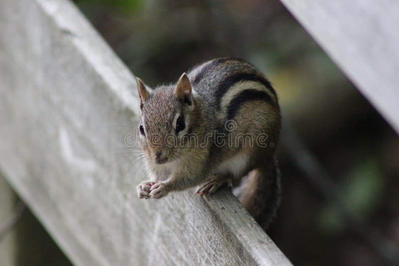 Eastern chipmunk stock image. Image of mammal, nature - 254654209