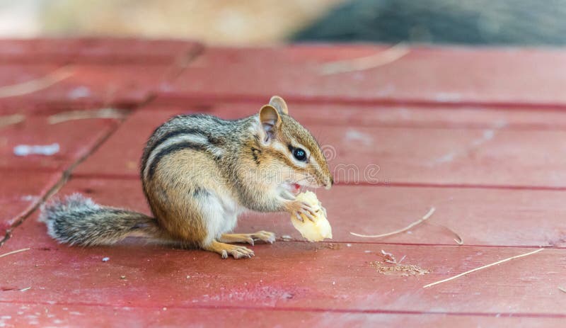 A Cute Adorable Chipmunk with Both Front Paws, Feet on the Window ...