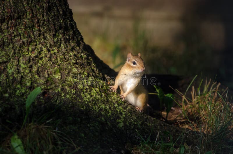 Eastern Chipmunk in Evening Light at the Base of a Tree Stock Image ...