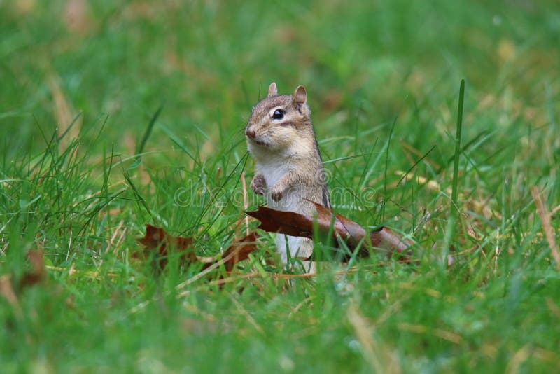 Eastern Chipmunk in Fall Grass Taking a Look Around Stock Image - Image ...