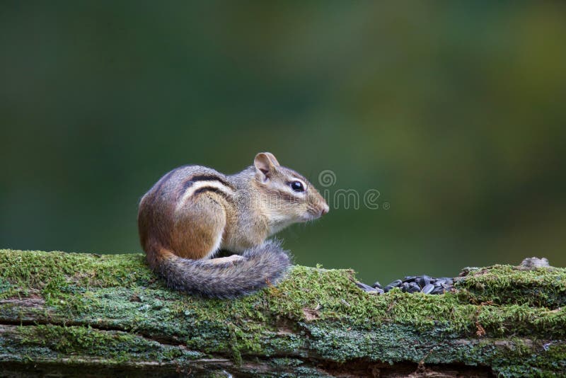 Chipmunk in the fall stock photo. Image of natural, orange - 46928668