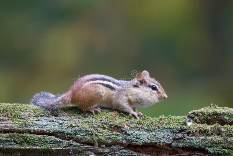 Eastern Chipmunk in fall stock photo. Image of nature - 34281616