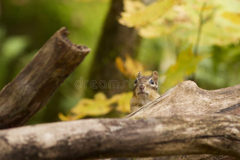 Eastern Chipmunk in fall stock photo. Image of nature - 34281616