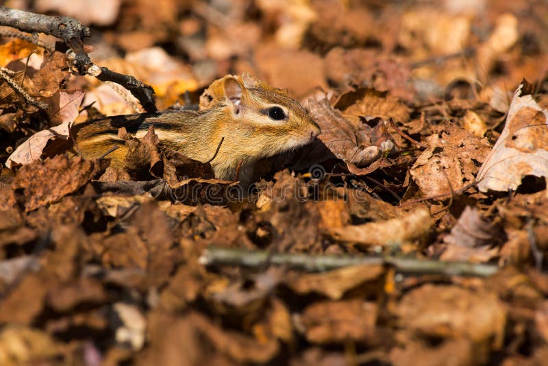 Eastern Chipmunk - Tamias Striatus Stock Image - Image of ontario ...