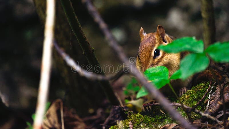 Eastern Chipmunk in the Forest. Stock Image - Image of outside ...