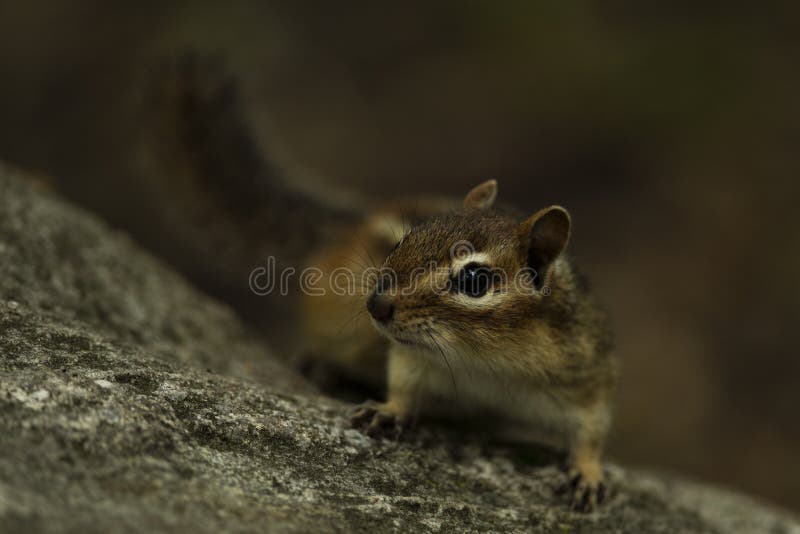 Eastern Chipmunk Looking for Food Stock Photo - Image of chipmunk ...