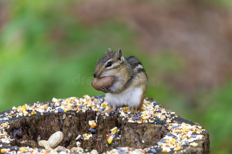 The Eastern Chipmunk. is a Chipmunk Species Found in Eastern North ...
