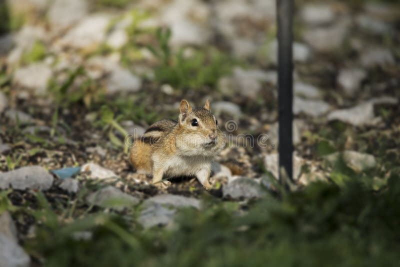 The Eastern Chipmunk. is a Chipmunk Species Found in Eastern North ...