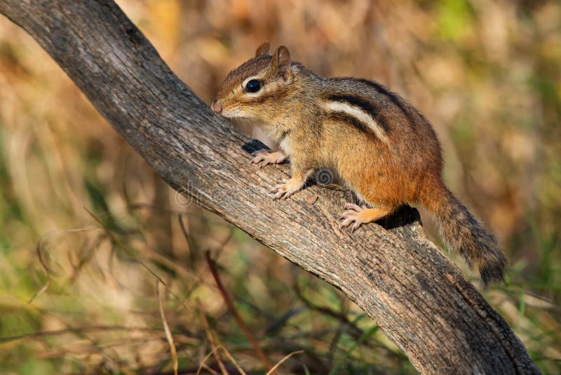 Eastern Chipmunk - Tamias Striatus Stock Image - Image of ontario ...