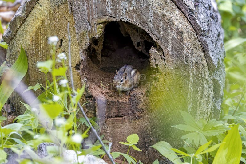 147 Chipmunk Nest Tree Stock Photos - Free & Royalty-Free Stock Photos ...