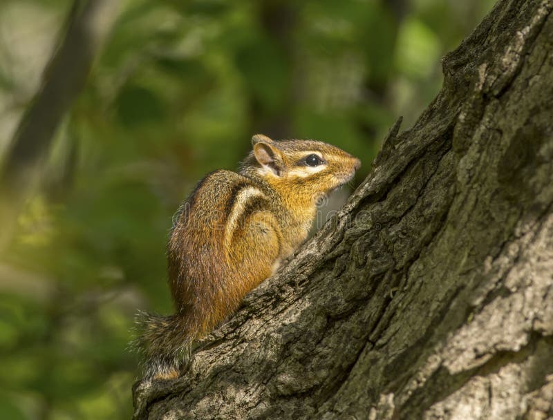 Forest chipmunk resting stock image. Image of rock, wildlife - 150246577