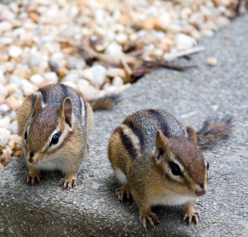 Eastern Chipmunks stock photo. Image of chipmunk, adorable - 6460496