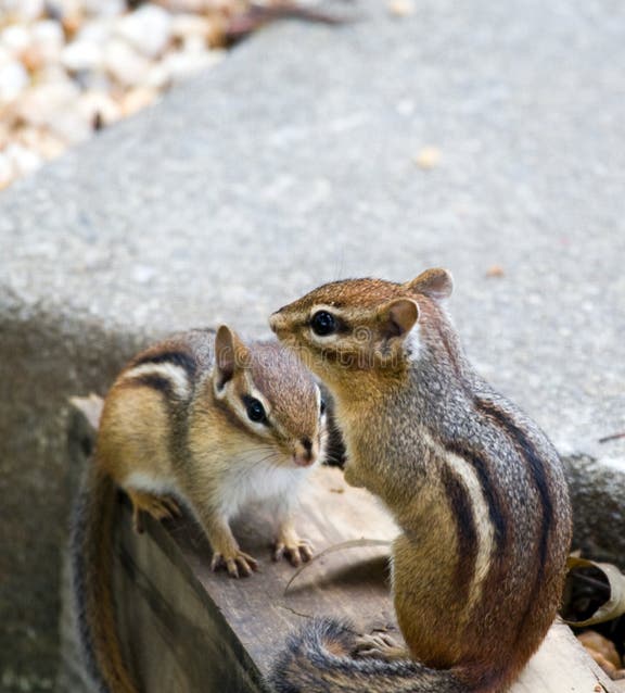 Eastern Chipmunks stock image. Image of rodent, eastern - 6460499