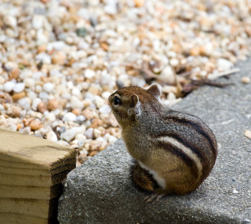 Eastern Chipmunk stock image. Image of alert, america - 5331743