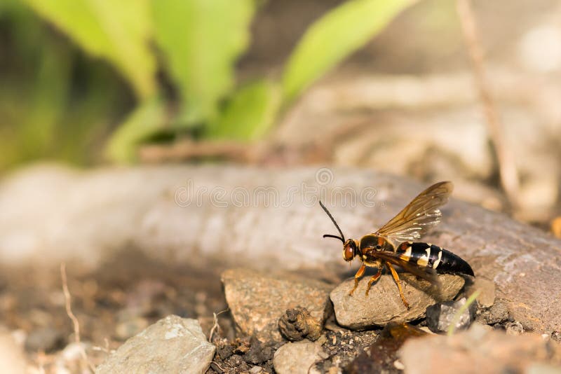 Cicada Hawk Picture Stock Photos - Free & Royalty-Free Stock Photos ...