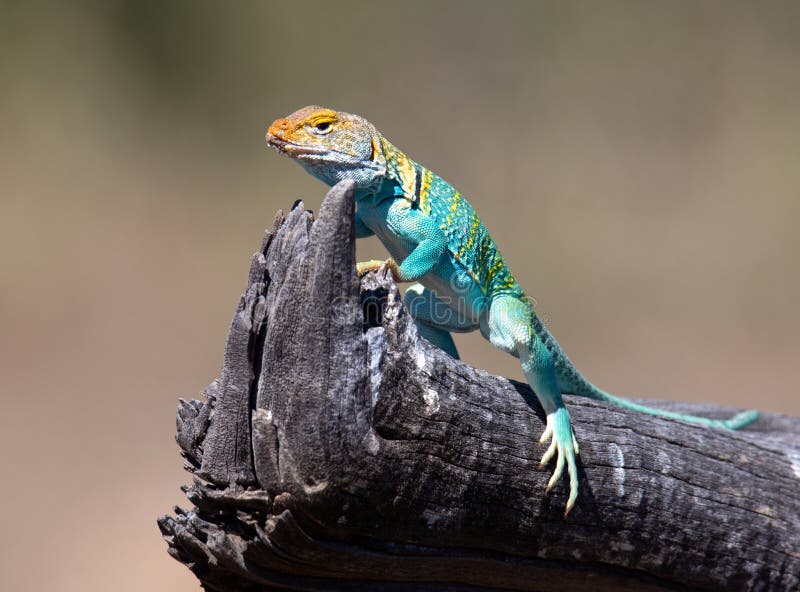 Eastern Collard Lizard Breeding Colors Stock Photo - Image of lizard ...