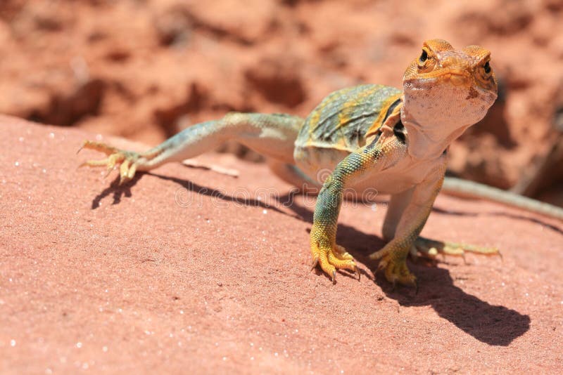 Eastern Collared Lizard stock photo. Image of fighting - 7024638