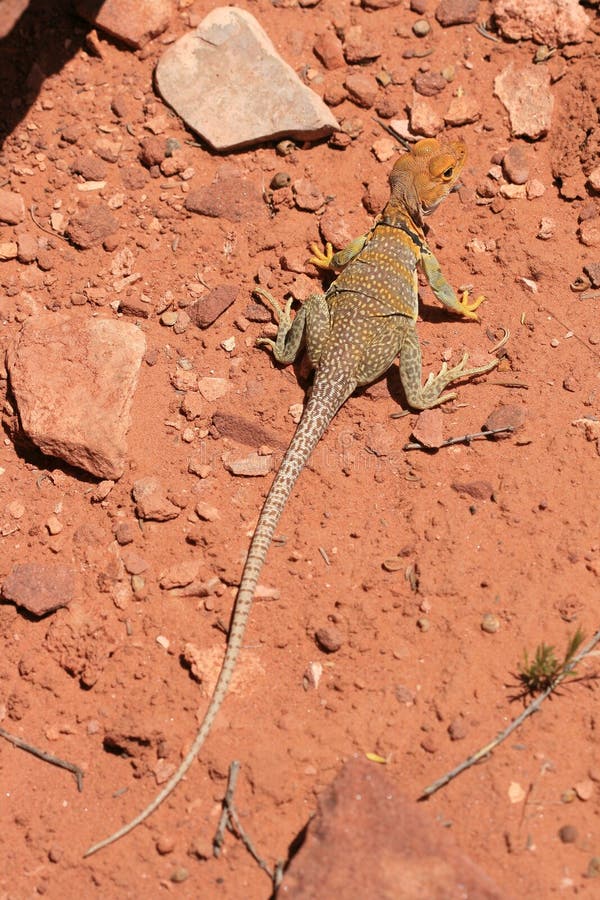Eastern Collared Lizard stock photo. Image of conspicuous - 7040174