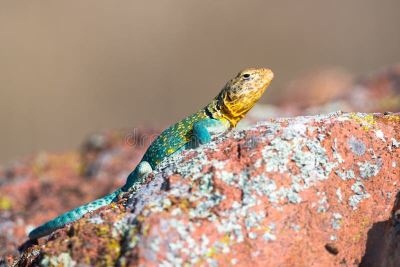 Eastern Collared Lizard Basking in Sun Stock Image - Image of standing ...