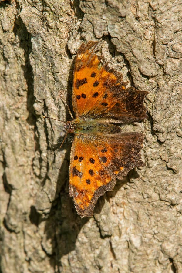Eastern Comma Butterfly - Polygonia Comma Stock Image - Image of ...