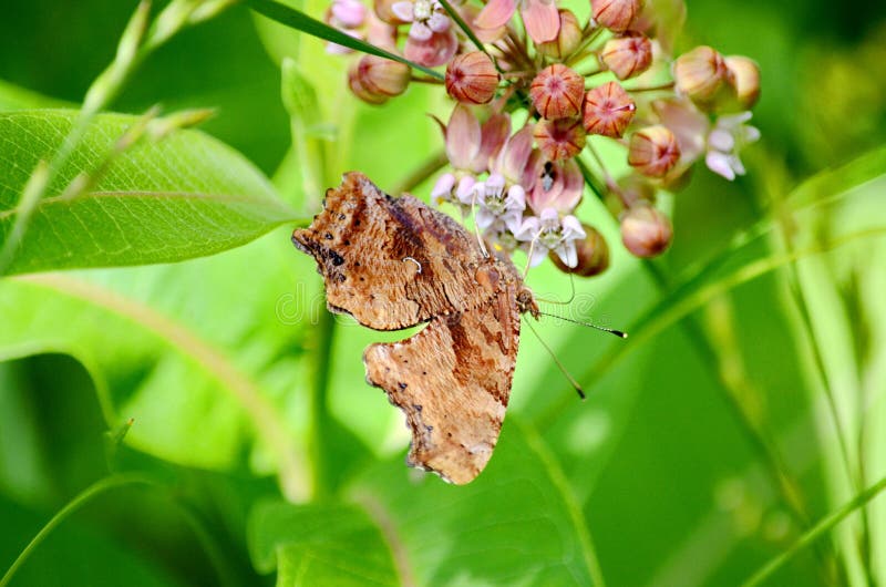 Eastern Comma Butterfly stock photo. Image of environment - 120055598