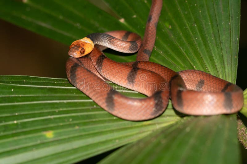 Eastern coral snake stock image. Image of beautiful - 339776257