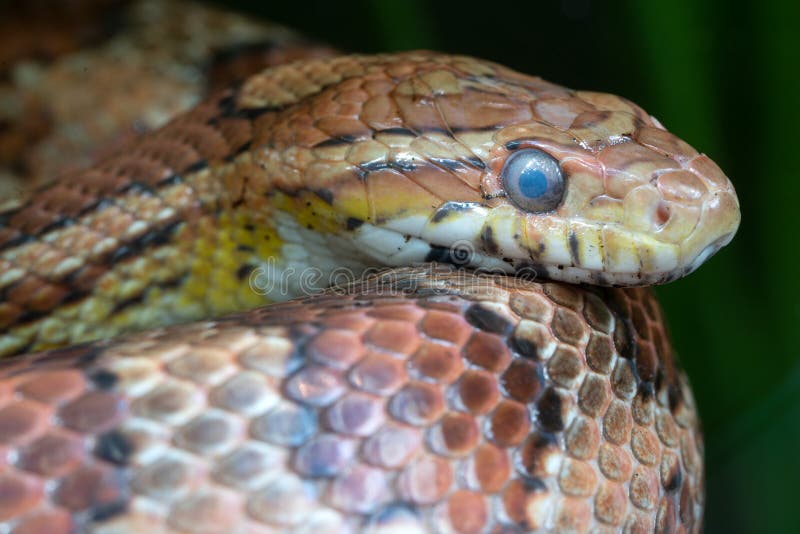 Eastern Corn Snake, Pantherophis Guttatus Stock Photo - Image of ...