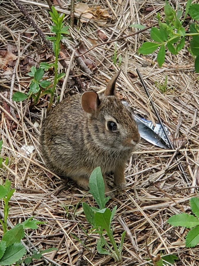 Eastern Cotton Tail Rabbit in Long Spring Grass in Profile Stock Photo ...