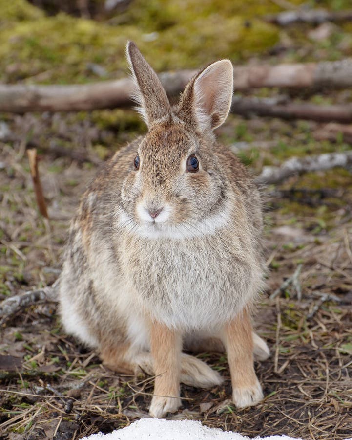 Eastern cotton tail rabbit stock image. Image of spring - 273284107