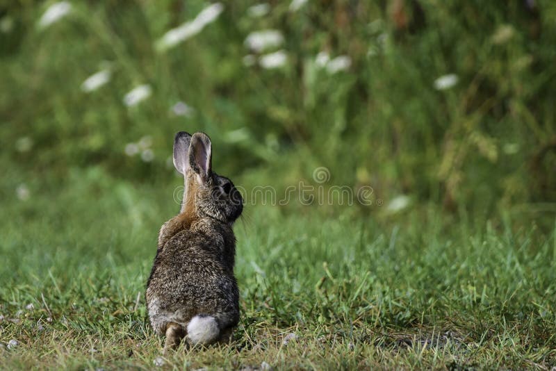 Eastern Cottontail Bunny Rabbit Looking Around Stock Photo - Image of ...