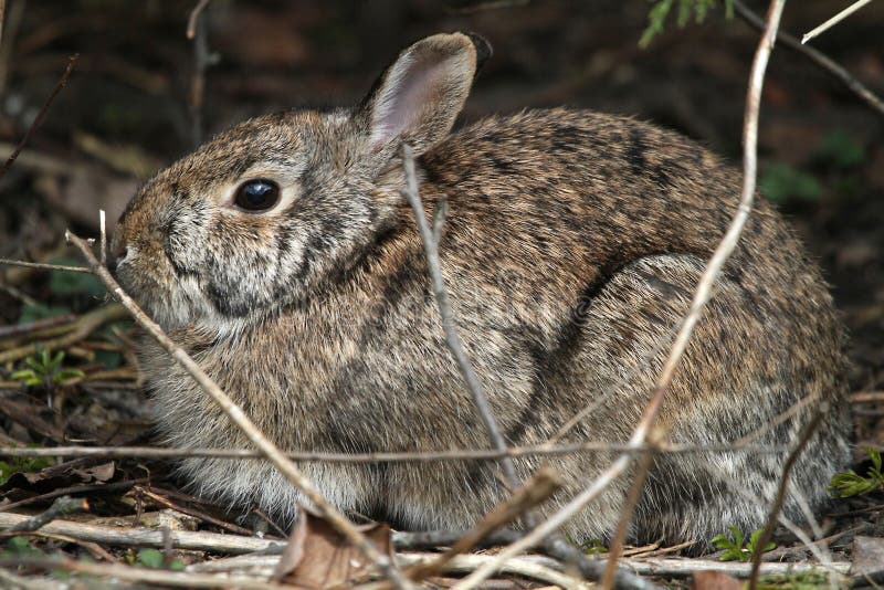 Eastern Cottontail Standing Up 2 - Sylvilagus Floridanus Stock Image ...