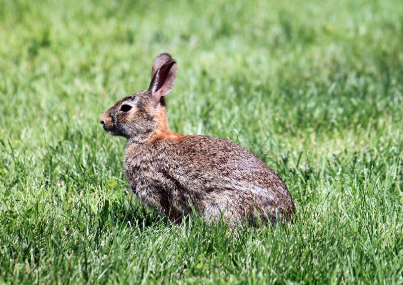 Eastern Cottontail Rabbit stock image. Image of floridanus - 11426623